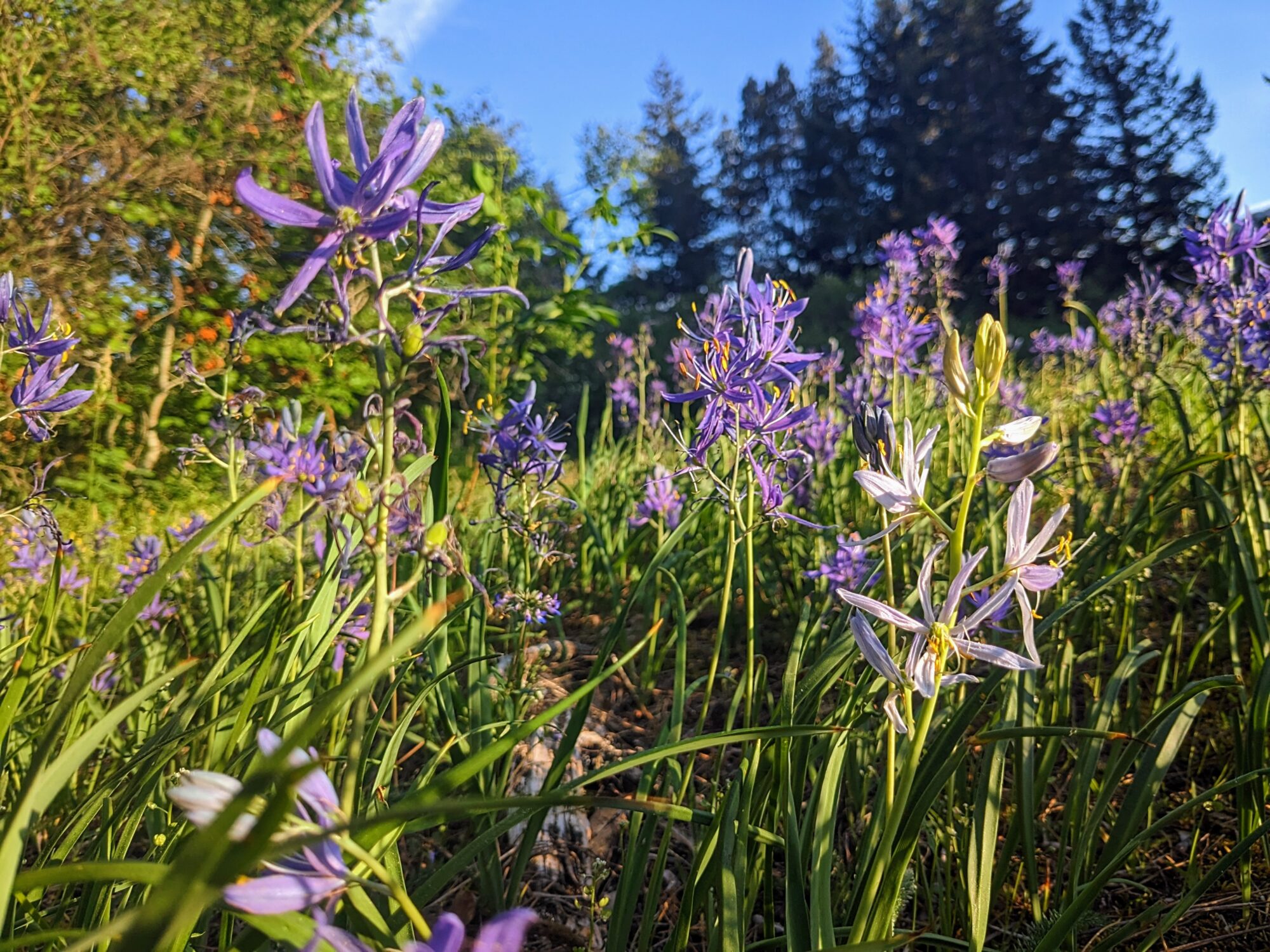 Biodiversity Mapping in South-west BC 2023 - Coastal Douglas-fir ...